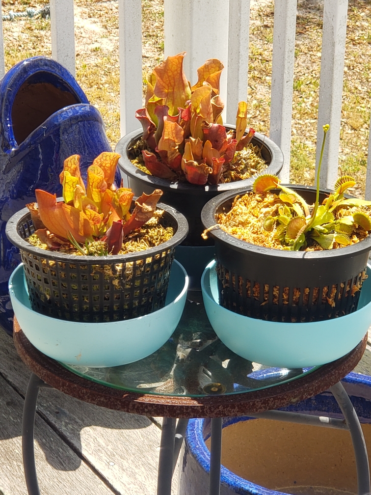 Adult Bug Bat Pitcher Plant (Sarracenia x Bug Bat) – VenusFlytrap.com